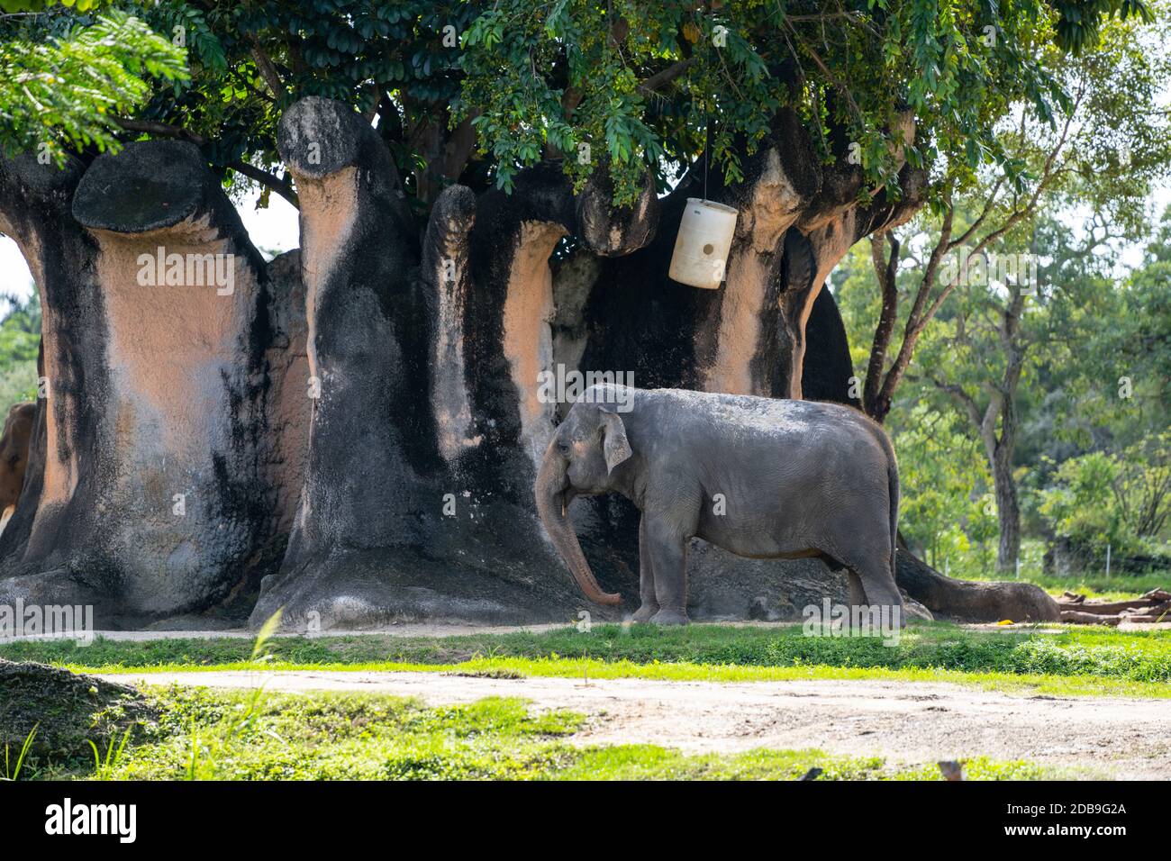 Asian Elephant posed by a tree wildlife photo Stock Photo - Alamy