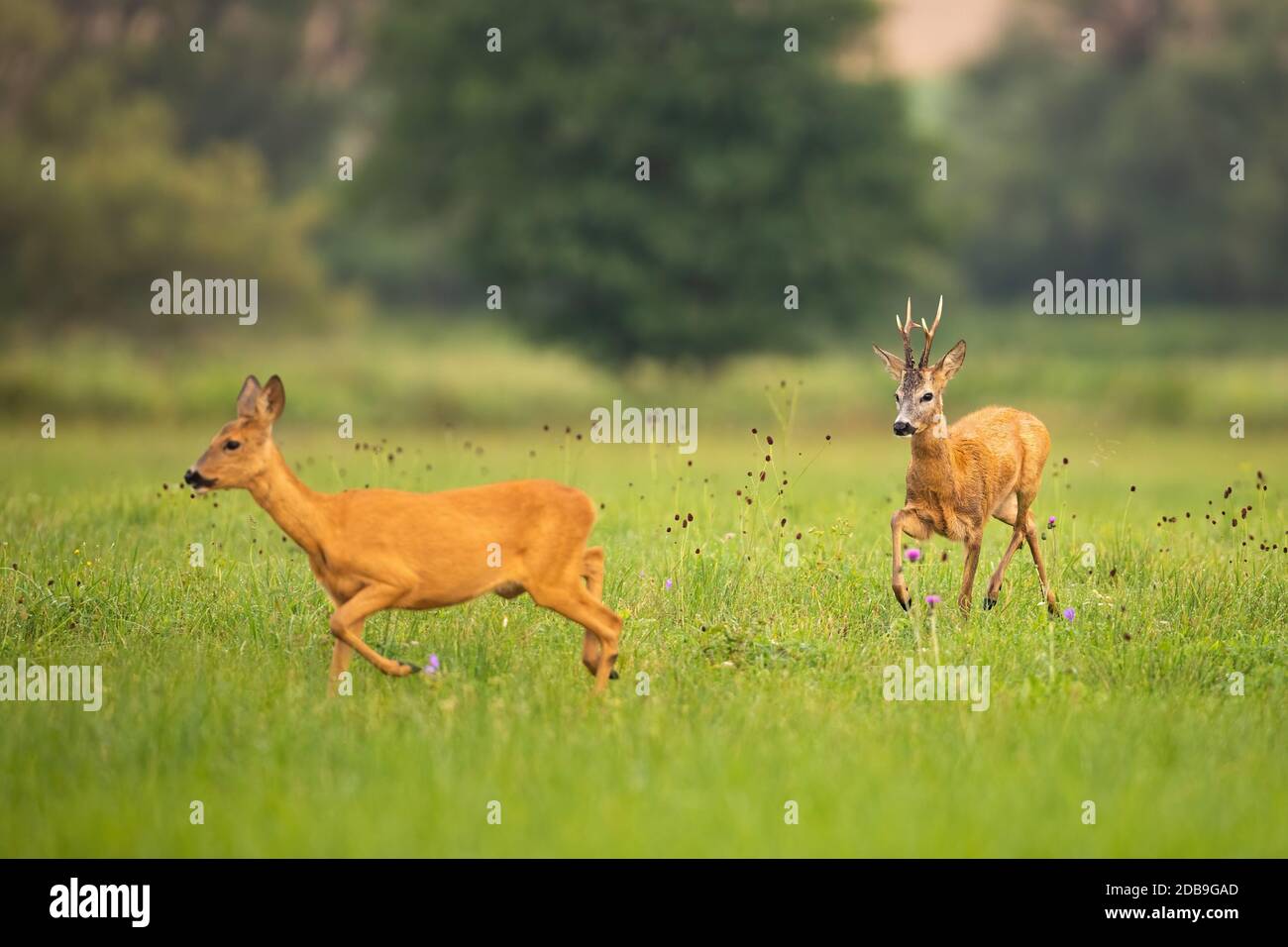 Two roe deer walking hi-res stock photography and images - Alamy