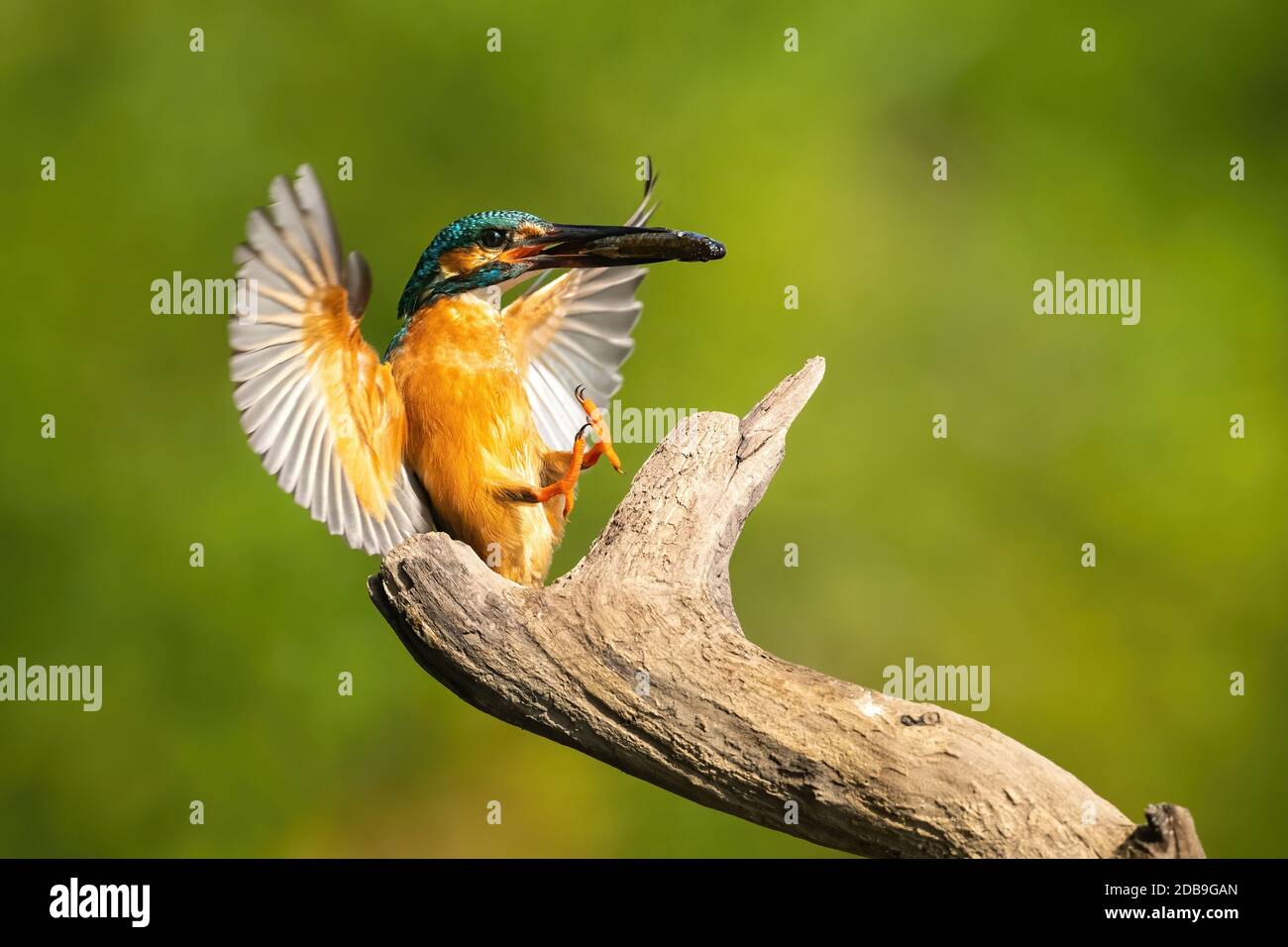 Lovely common kingfisher, alcedo atthis, landing with a catch in summer ...
