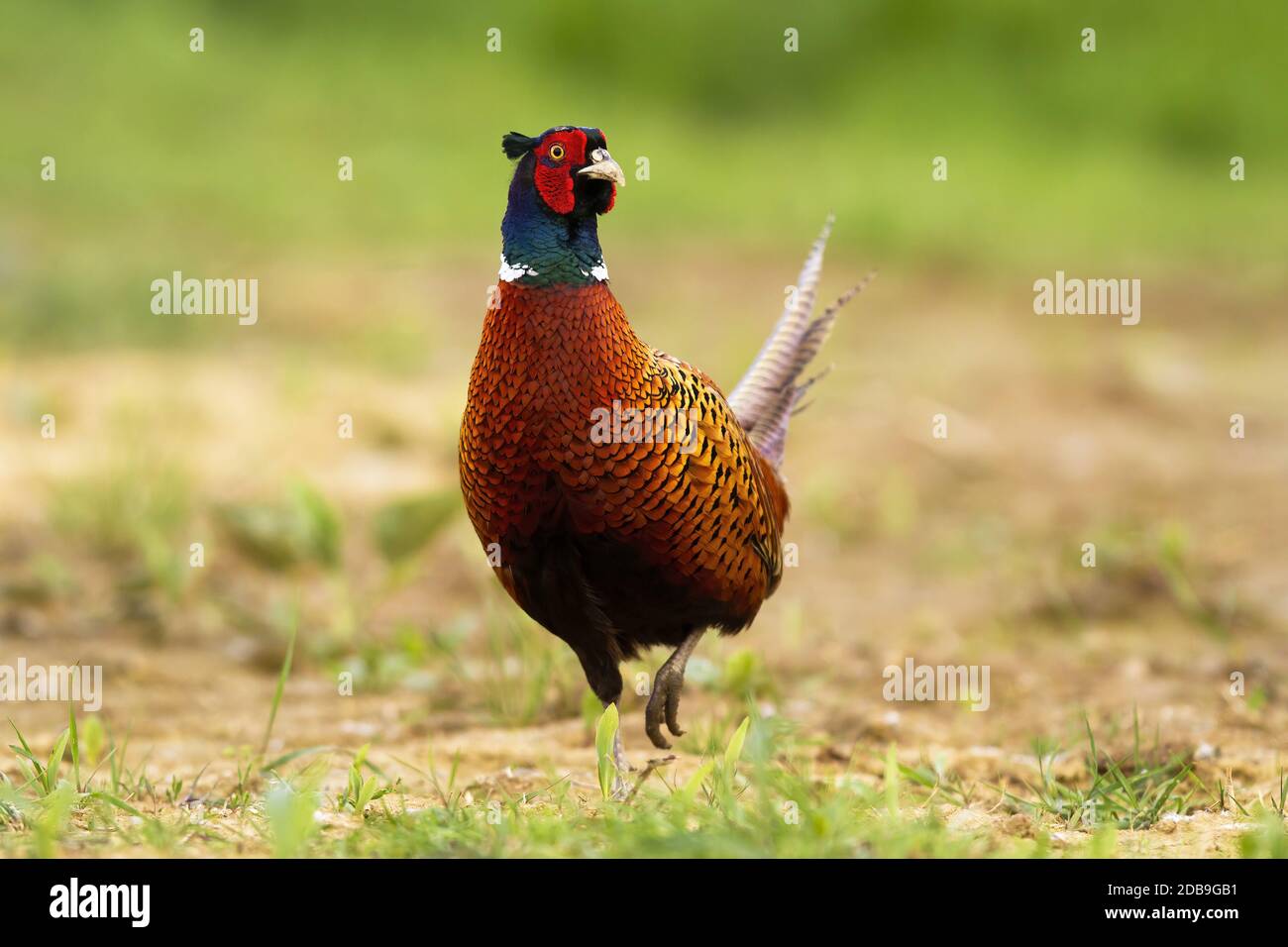 Attentive common pheasant, phasianus colchicus, with distinctive ...
