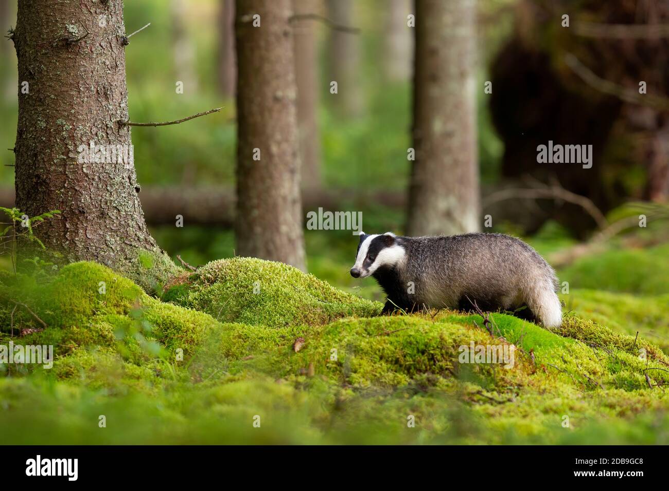 Fluffy european badger, meles meles, looking in enchanting forest with ...