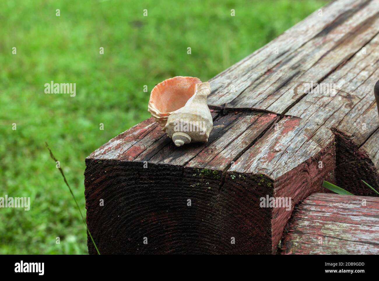 Shell on log hi-res stock photography and images - Alamy