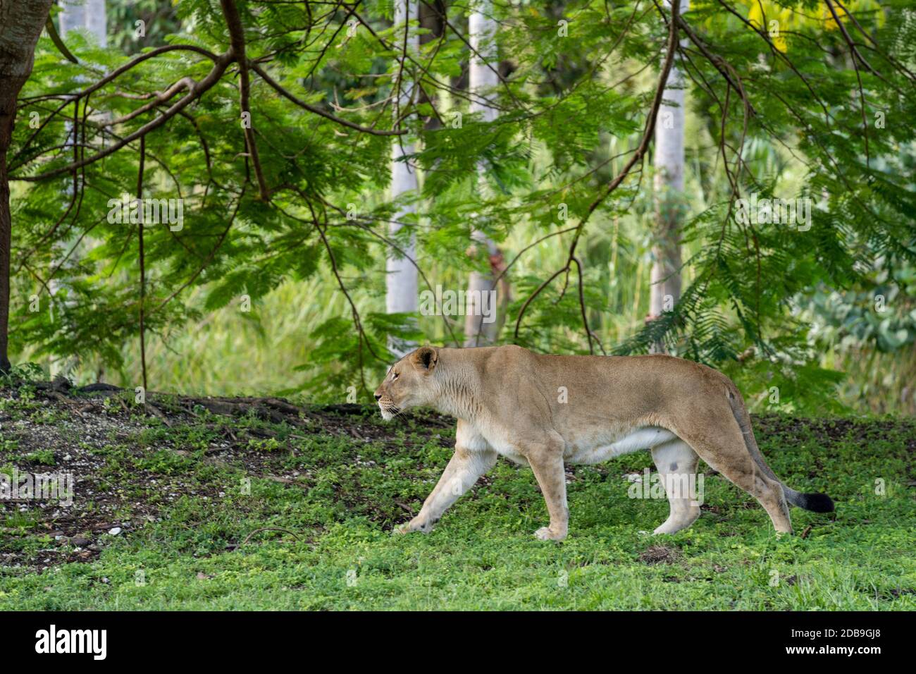 Female lion prancing through a field wildlife photography Stock Photo ...