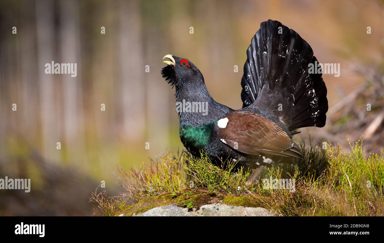Majestic western capercaillie, tetrao urogallus, calling and courting ...