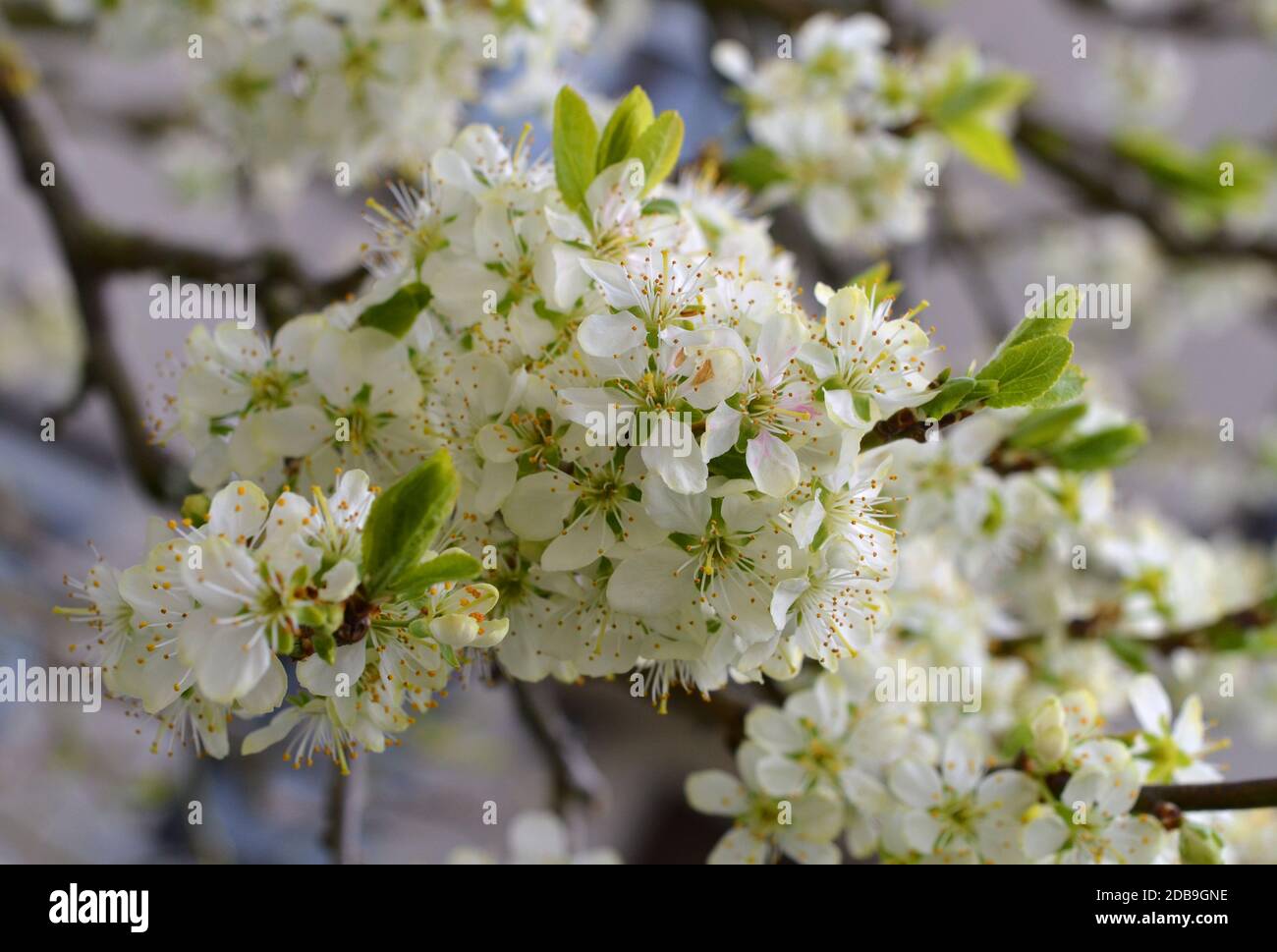 flowering plum tree in your own garden Stock Photo - Alamy