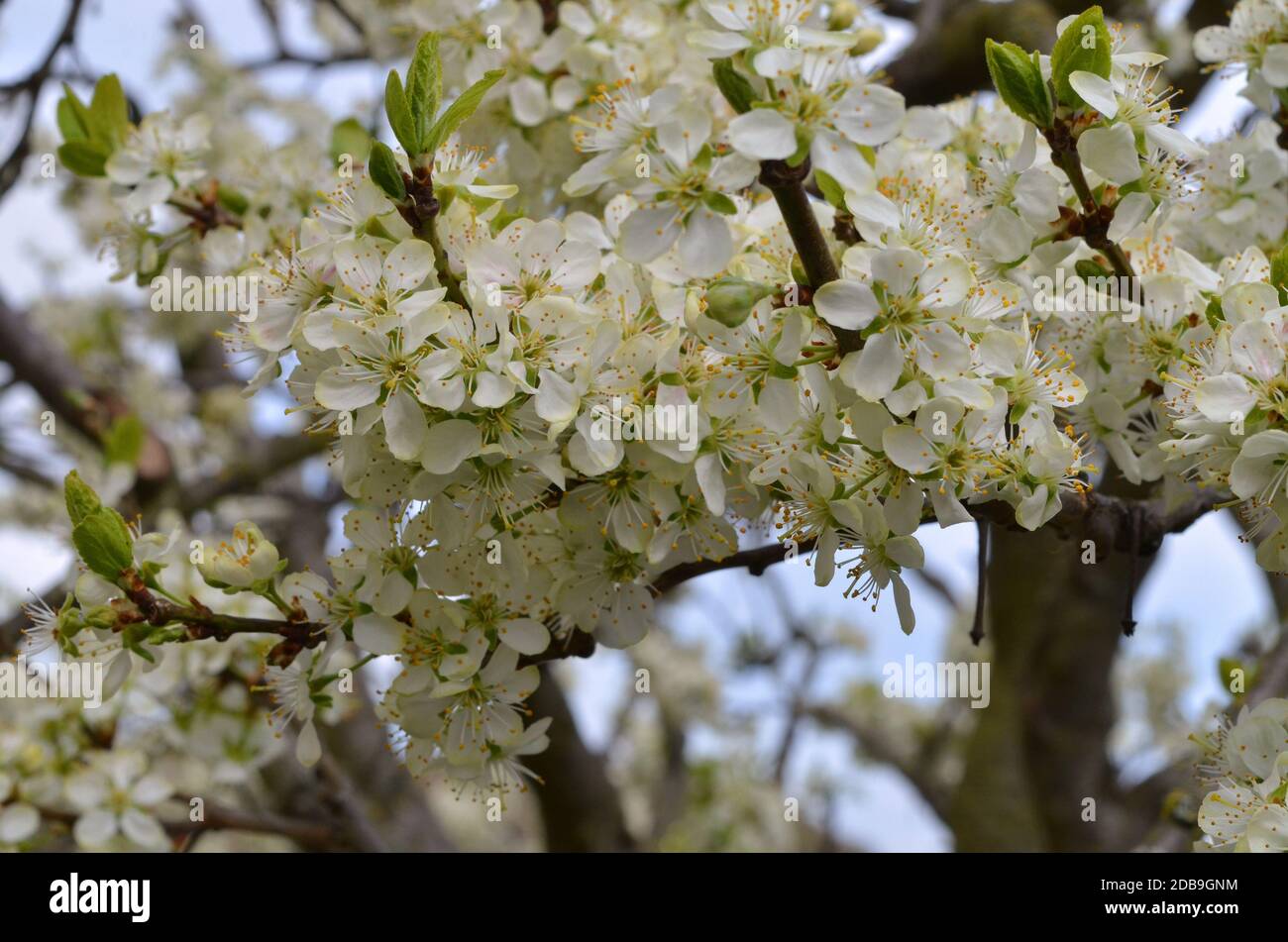 flowering plum tree in your own garden Stock Photo - Alamy