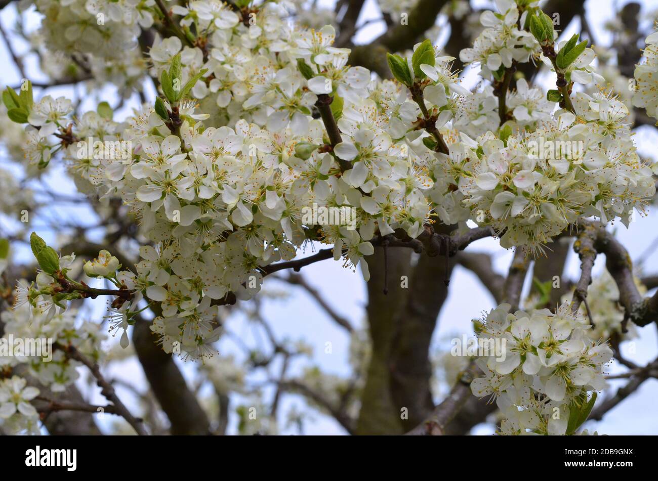 Flowering plum tree hi-res stock photography and images - Alamy