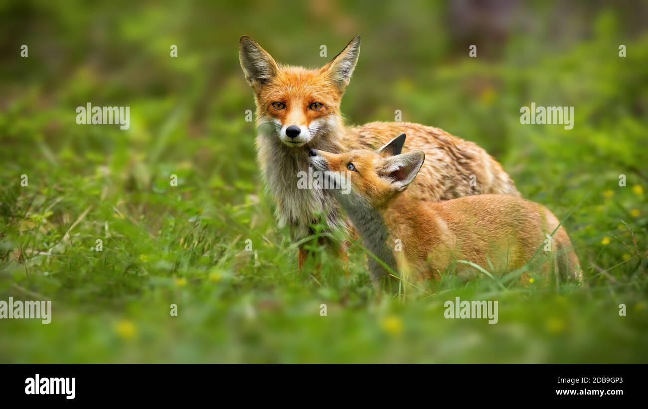 Red Fox Kissing High Resolution Stock Photography and Images - Alamy