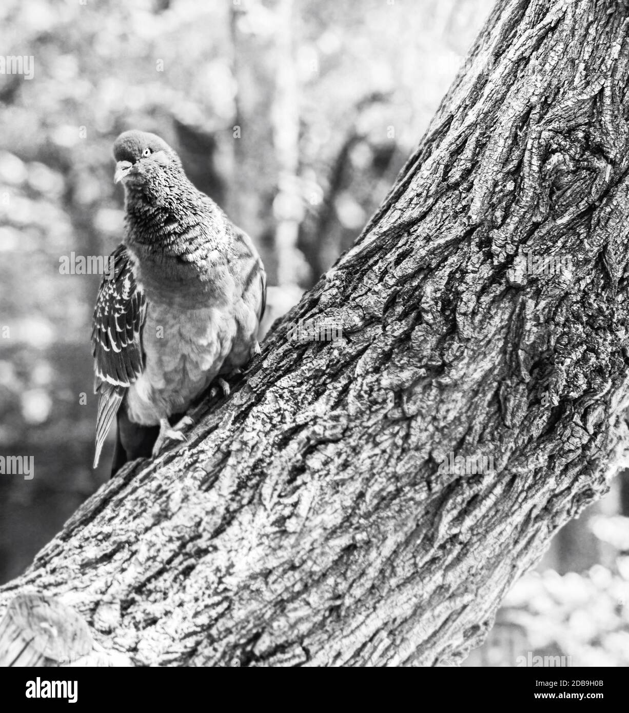 White dove sitting in tree hi-res stock photography and images - Alamy