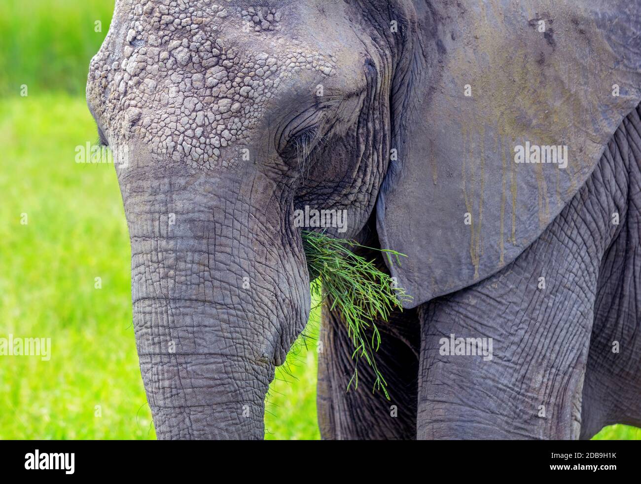 Chewing protection hi-res stock photography and images - Alamy