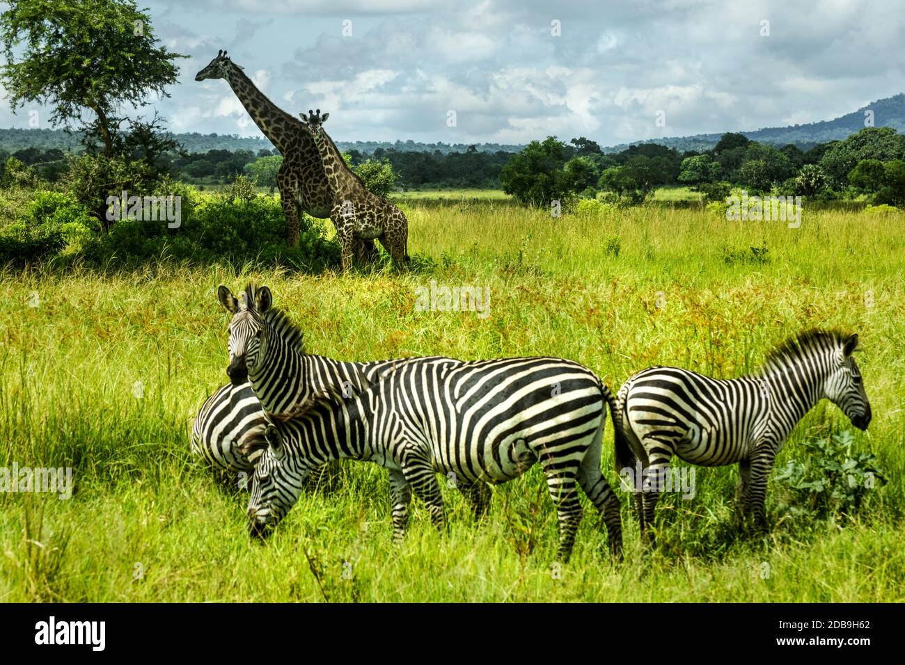 Africa anomals hi-res stock photography and images - Alamy