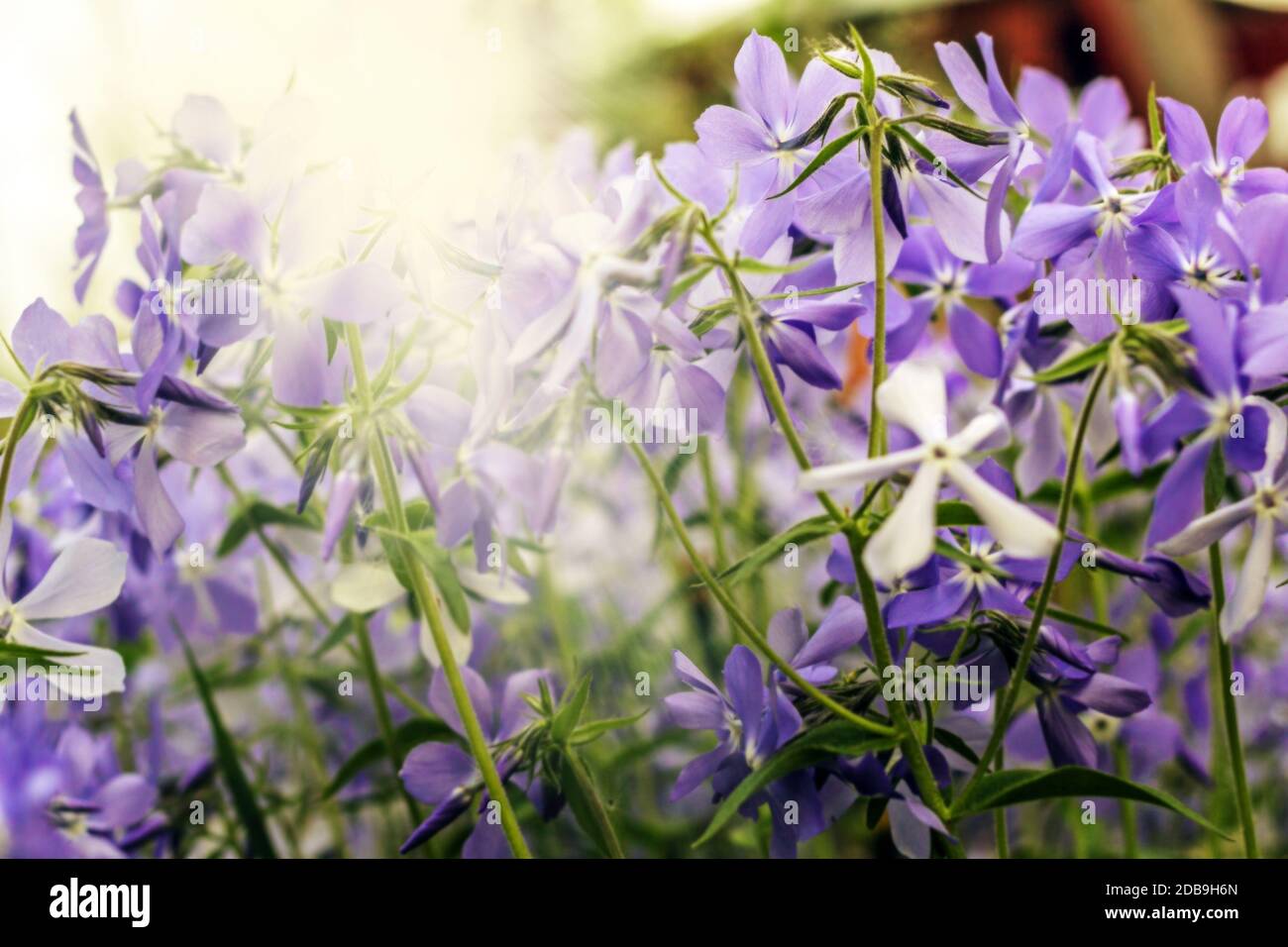 Beautiful real flowers hi-res stock photography and images - Alamy