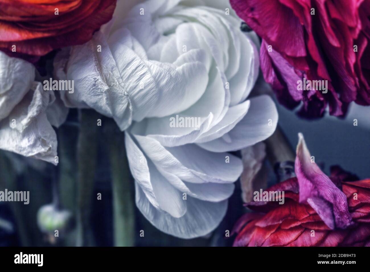 Great beauty white withering Ranunculus for solemn and unforgettable ...