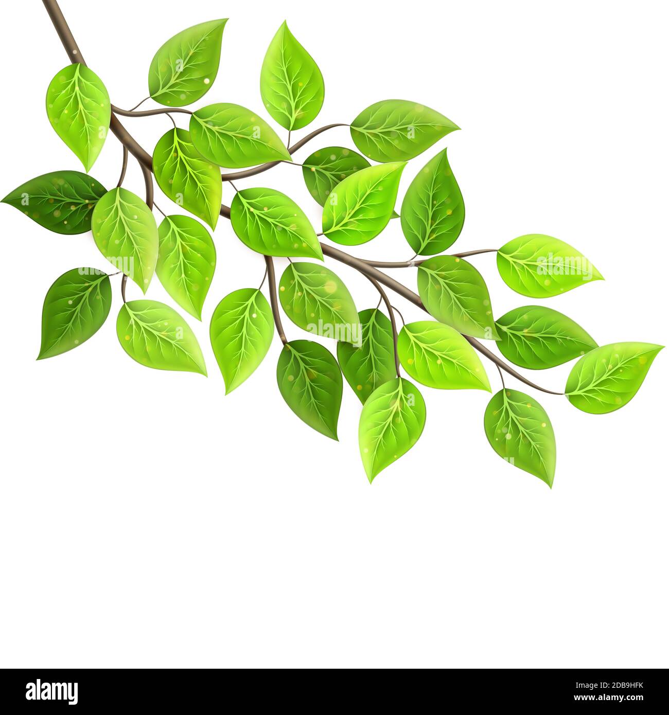 Beautiful tree branch with fresh green leaves isolated. Eco concept ...