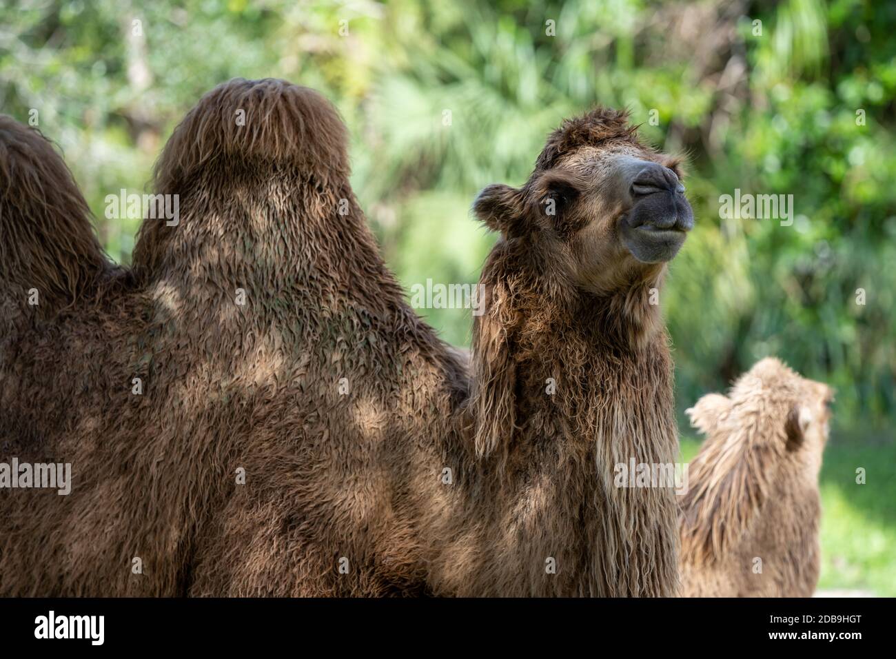 Camel looking hi-res stock photography and images - Alamy