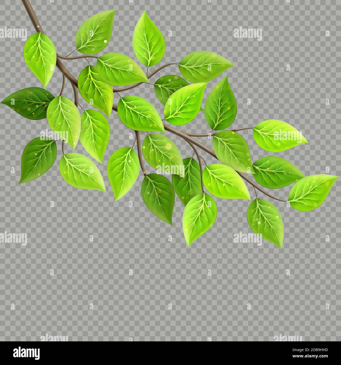 Beautiful tree branch with fresh green leaves isolated. Eco concept ...