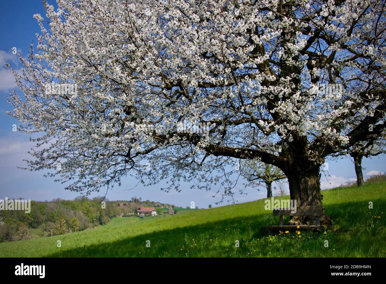 The magic of spring Stock Photo - Alamy