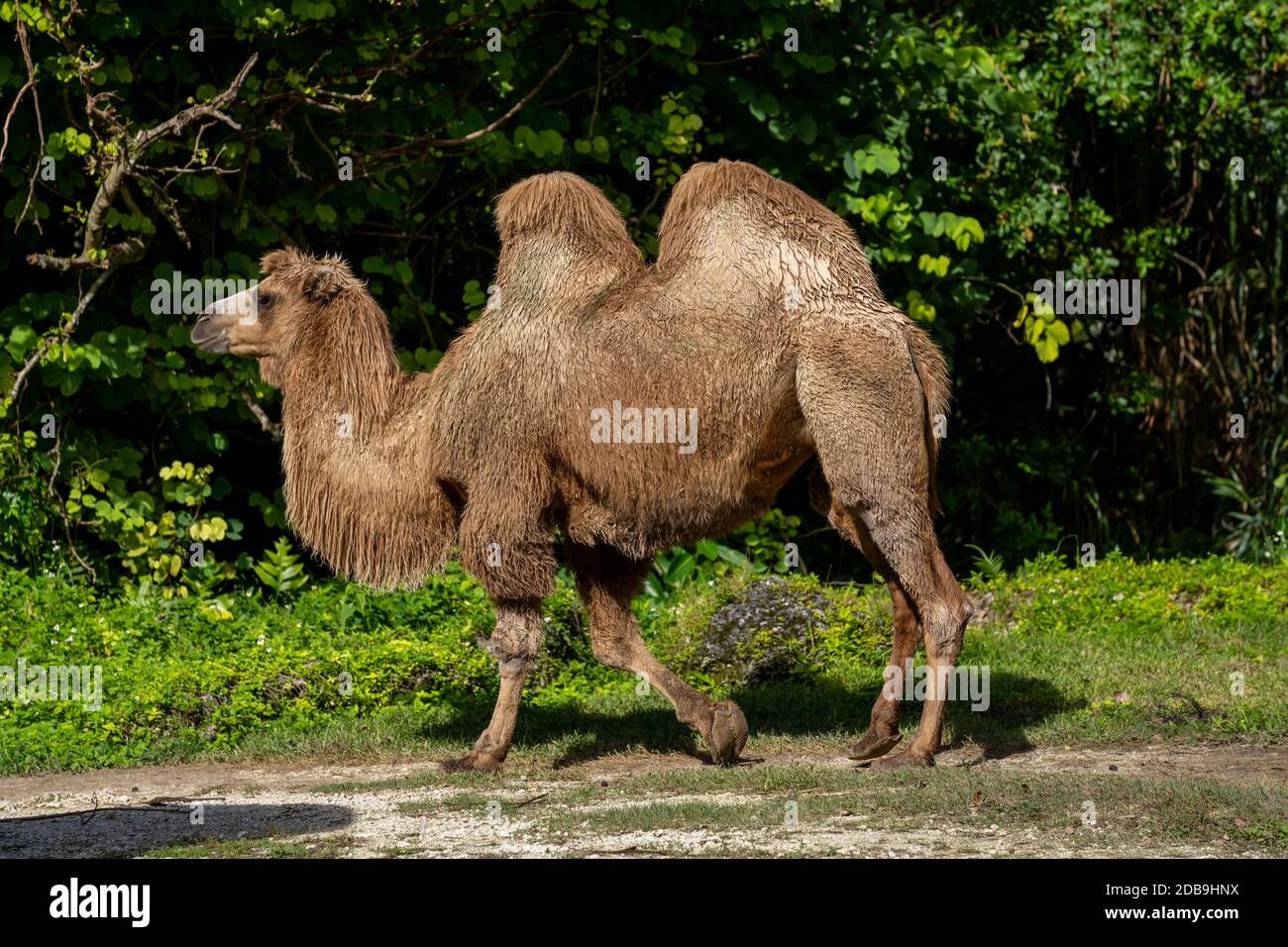 Female camel hi-res stock photography and images - Alamy