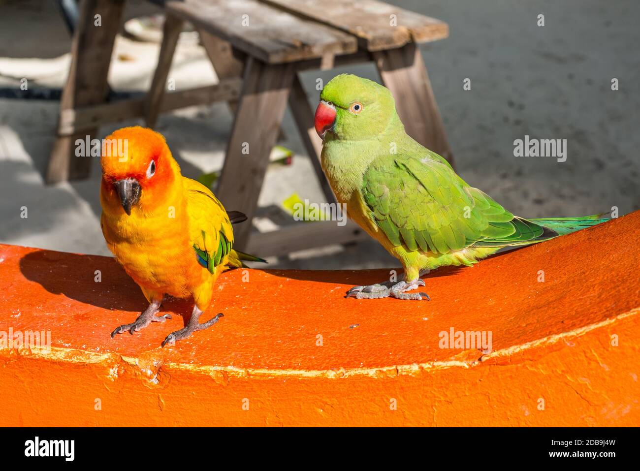 A pair of green and yellow parrots are sitting on a parapet on the ...