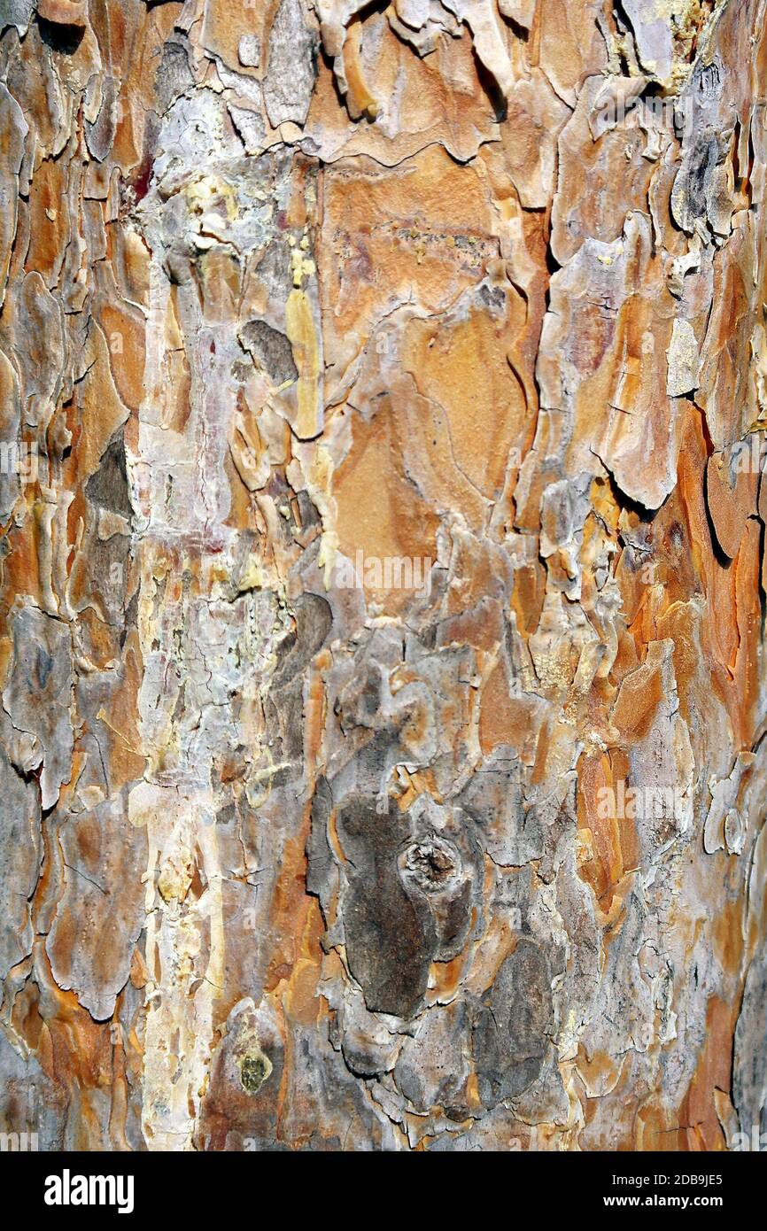 Pine bark texture Stock Photo - Alamy