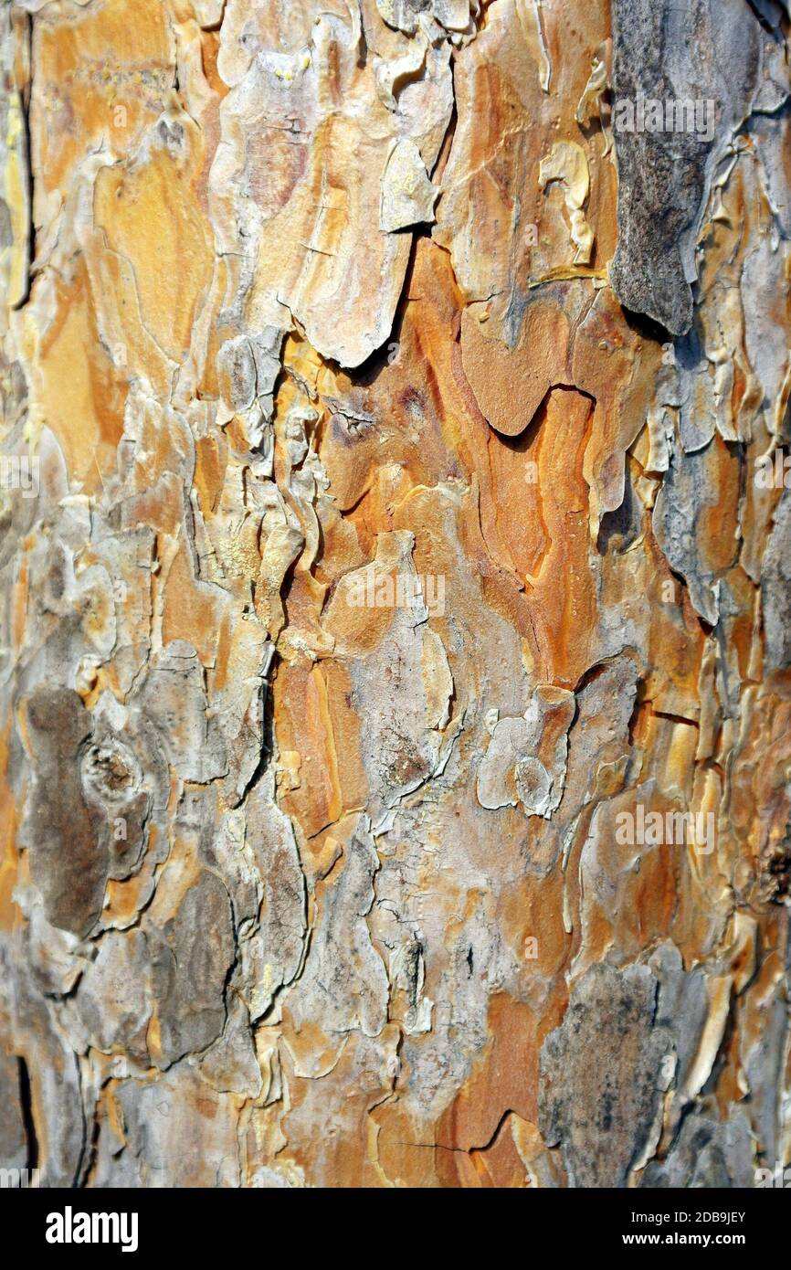 Pine bark texture Stock Photo - Alamy
