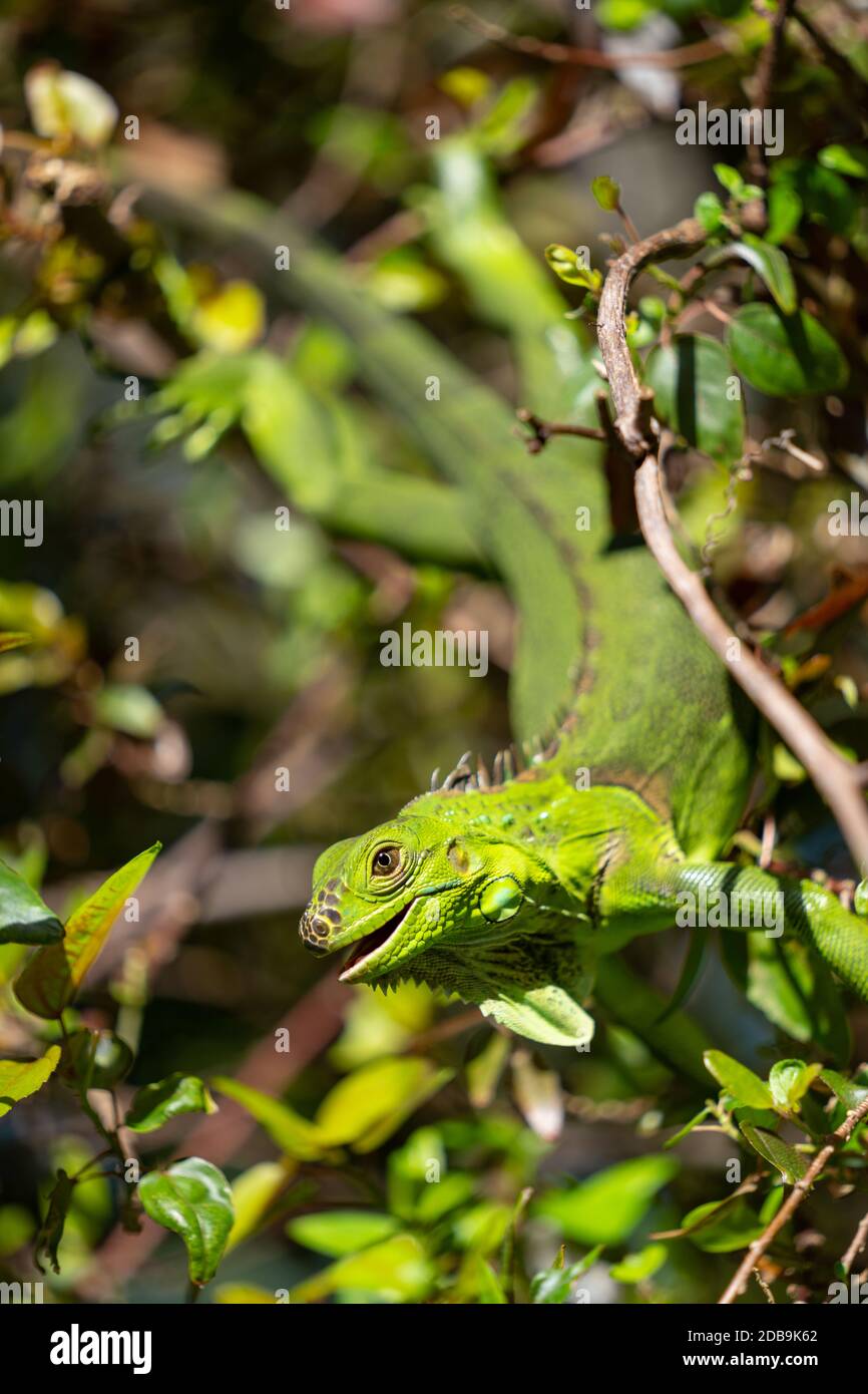 Smiling Iguana in the bush Stock Photo - Alamy