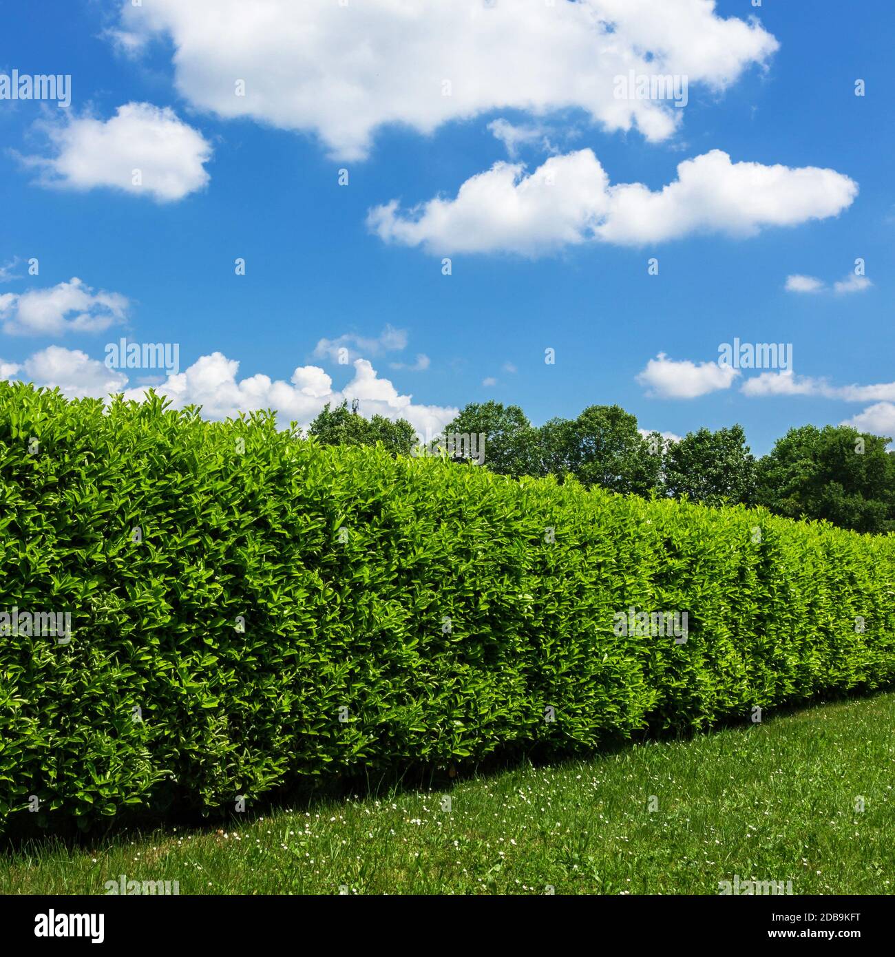 Hedge against the sky. Geen grass, hedge and amazing sky Stock Photo ...