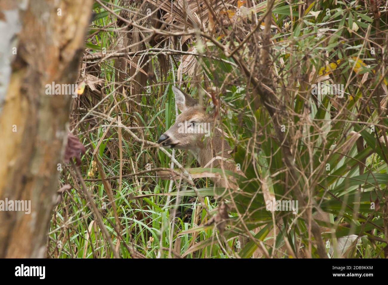 Deer outdoors in the thicket Stock Photo - Alamy