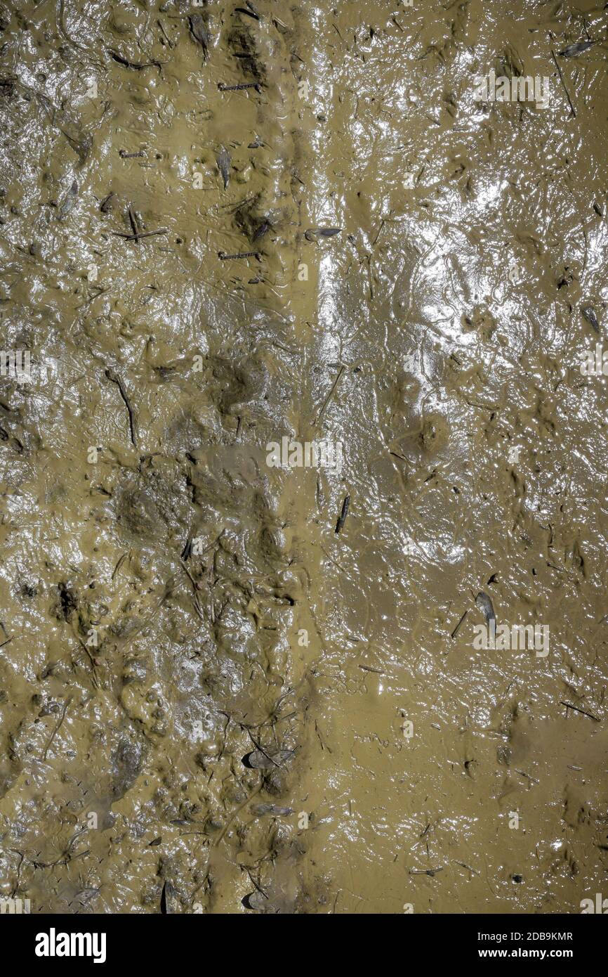 Texture mud wet dirt puddle hi-res stock photography and images - Alamy
