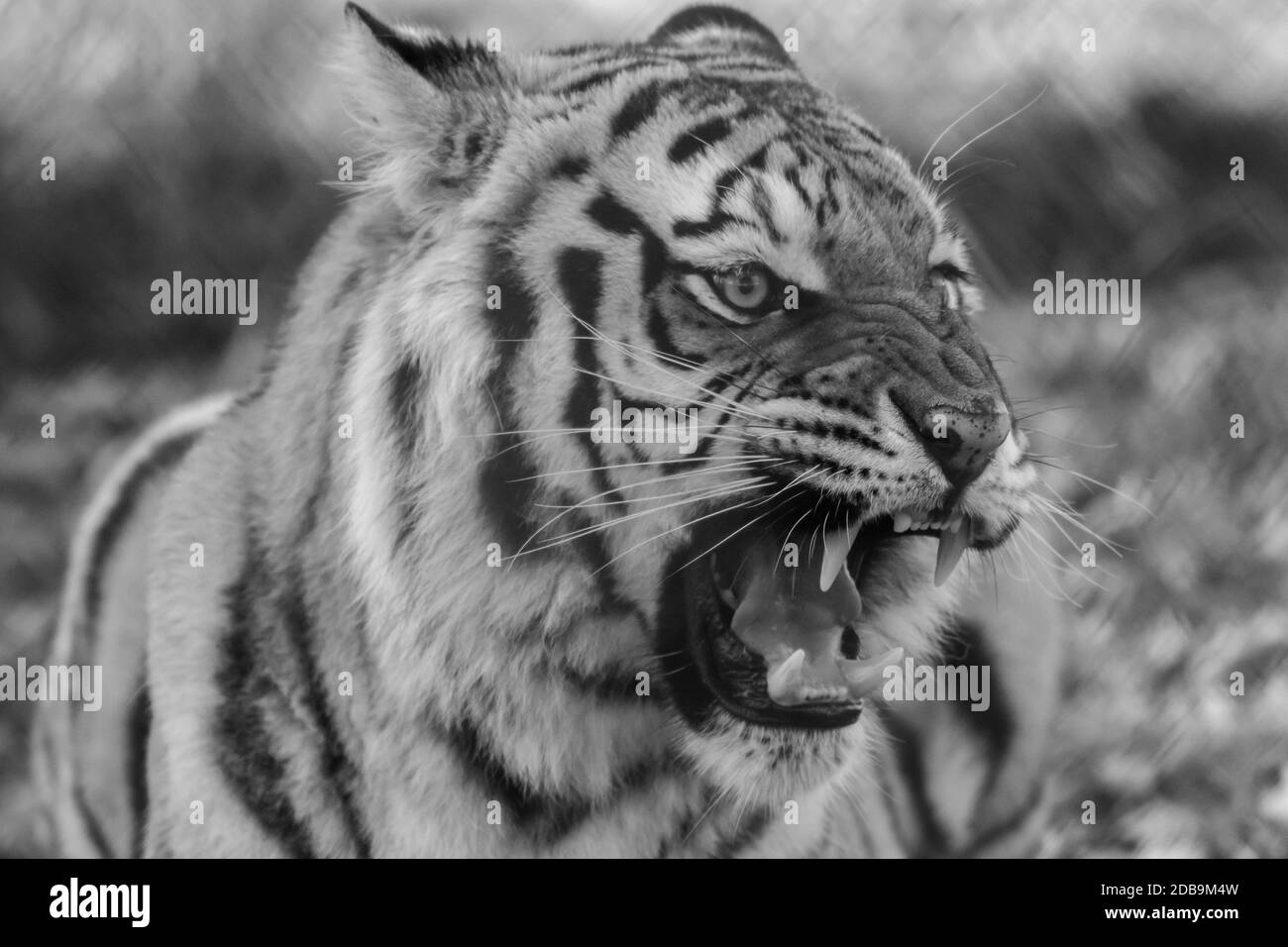 Tiger mouth Black and White Stock Photos & Images - Alamy