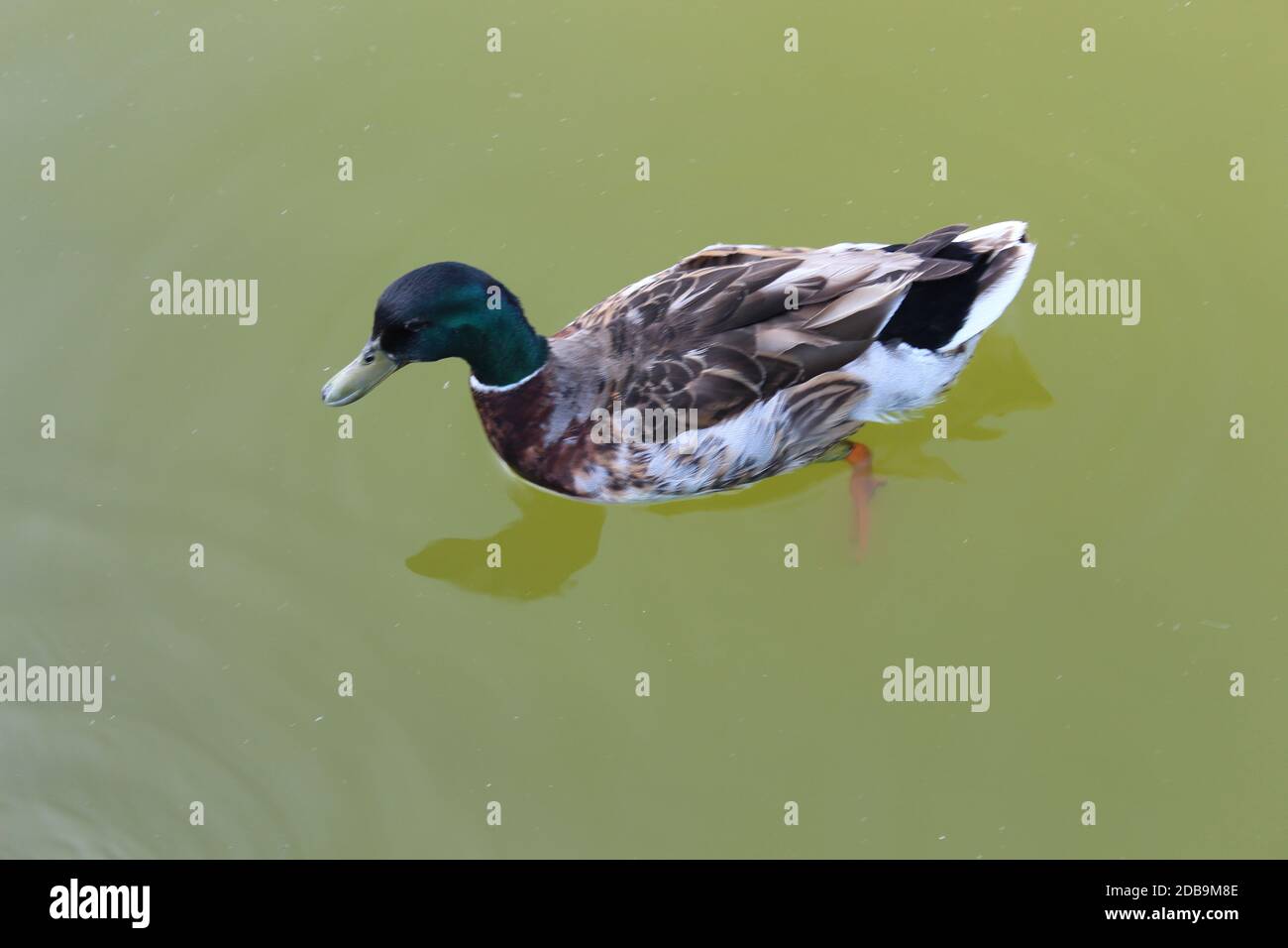 Beautiful duck floating in the city pond. Odessa Stock Photo - Alamy