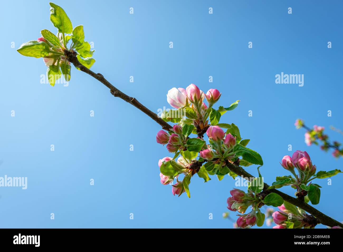 Apple tree twig hi-res stock photography and images - Alamy