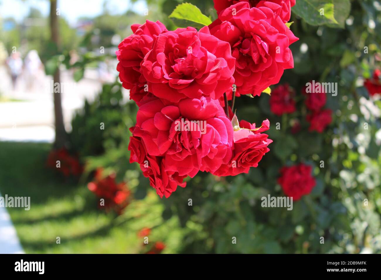 Red roses in a colorful rose garden Stock Photo - Alamy