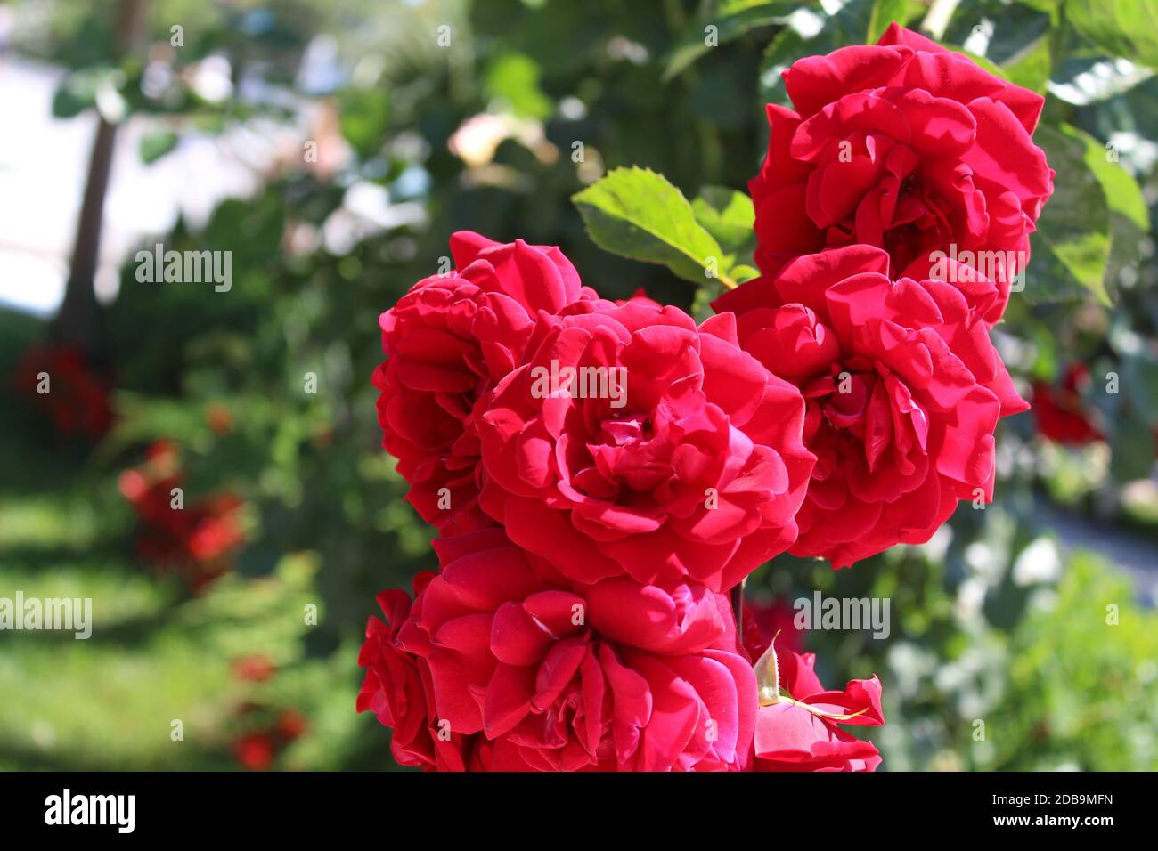 Red roses in a colorful rose garden Stock Photo - Alamy