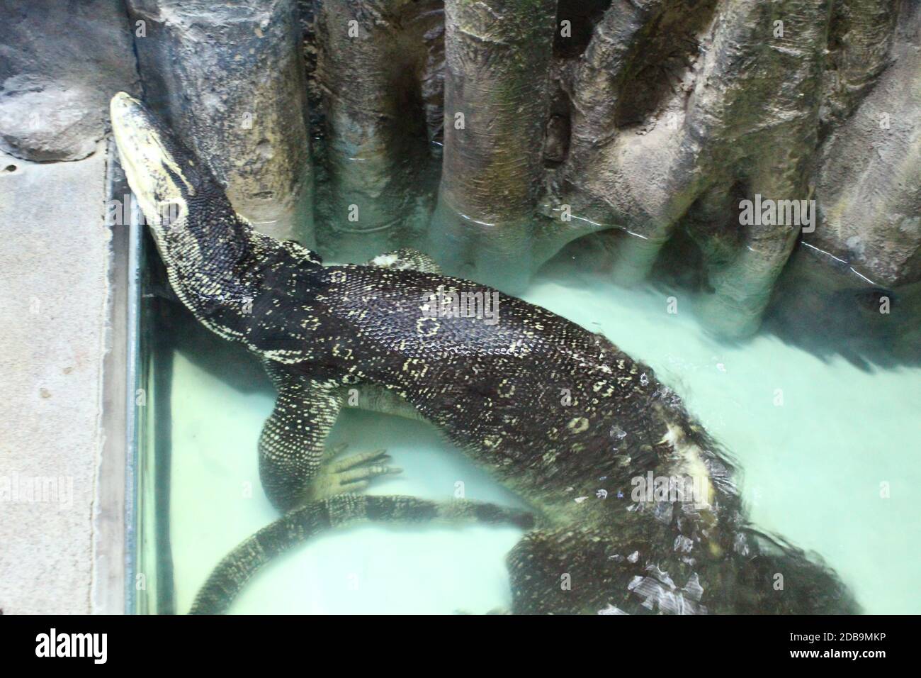 A large green, cold-blooded lizard living in a terrarium Stock Photo ...