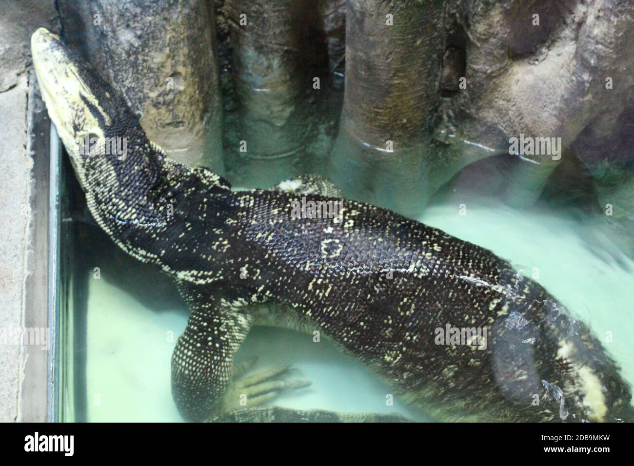 A large green, cold-blooded lizard living in a terrarium Stock Photo ...