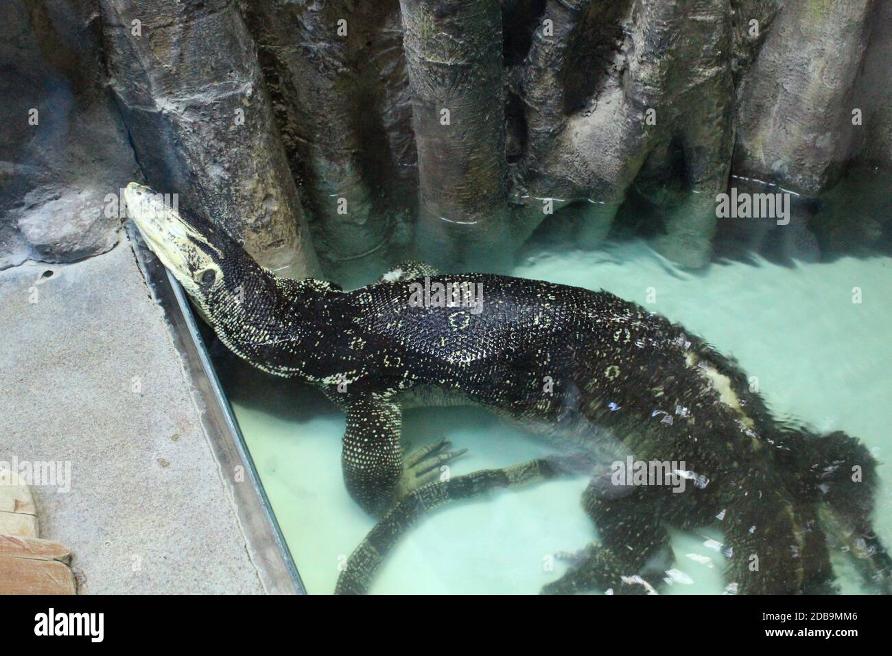 A large green, cold-blooded lizard living in a terrarium Stock Photo ...