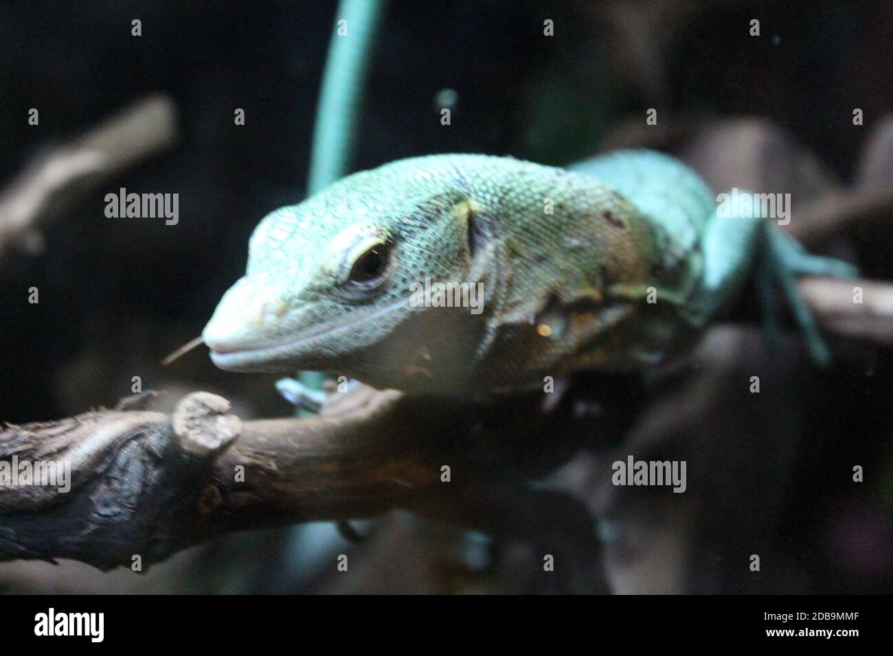 A large green, cold-blooded lizard living in a terrarium Stock Photo ...
