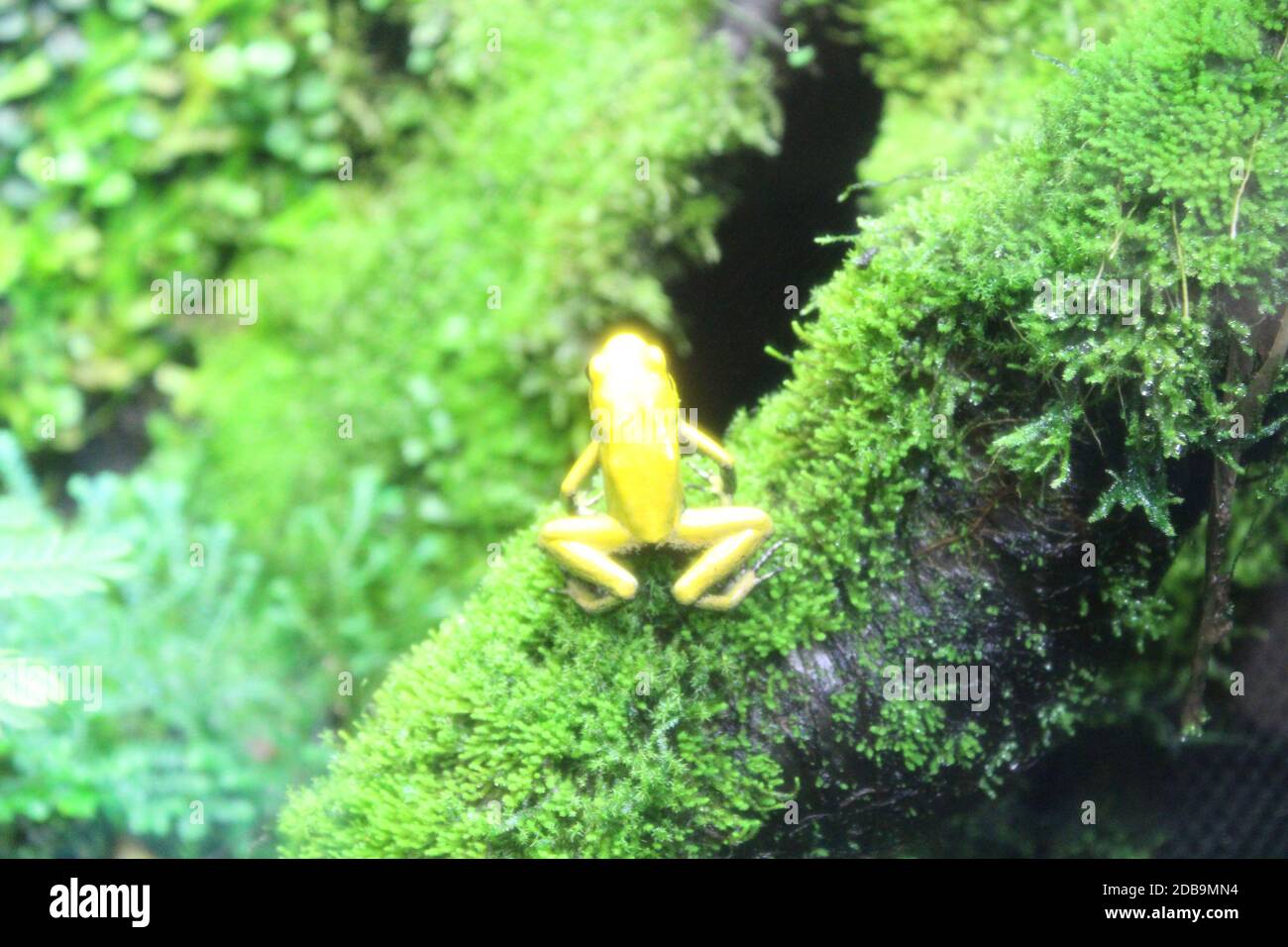Australian beautiful toad living in the wild Stock Photo - Alamy