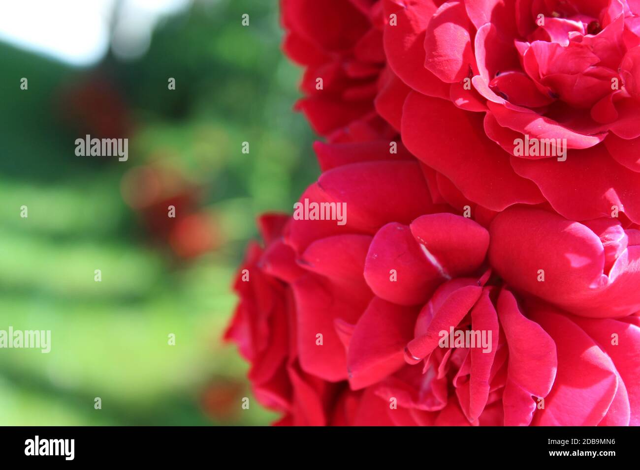 Red roses in a colorful rose garden Stock Photo - Alamy