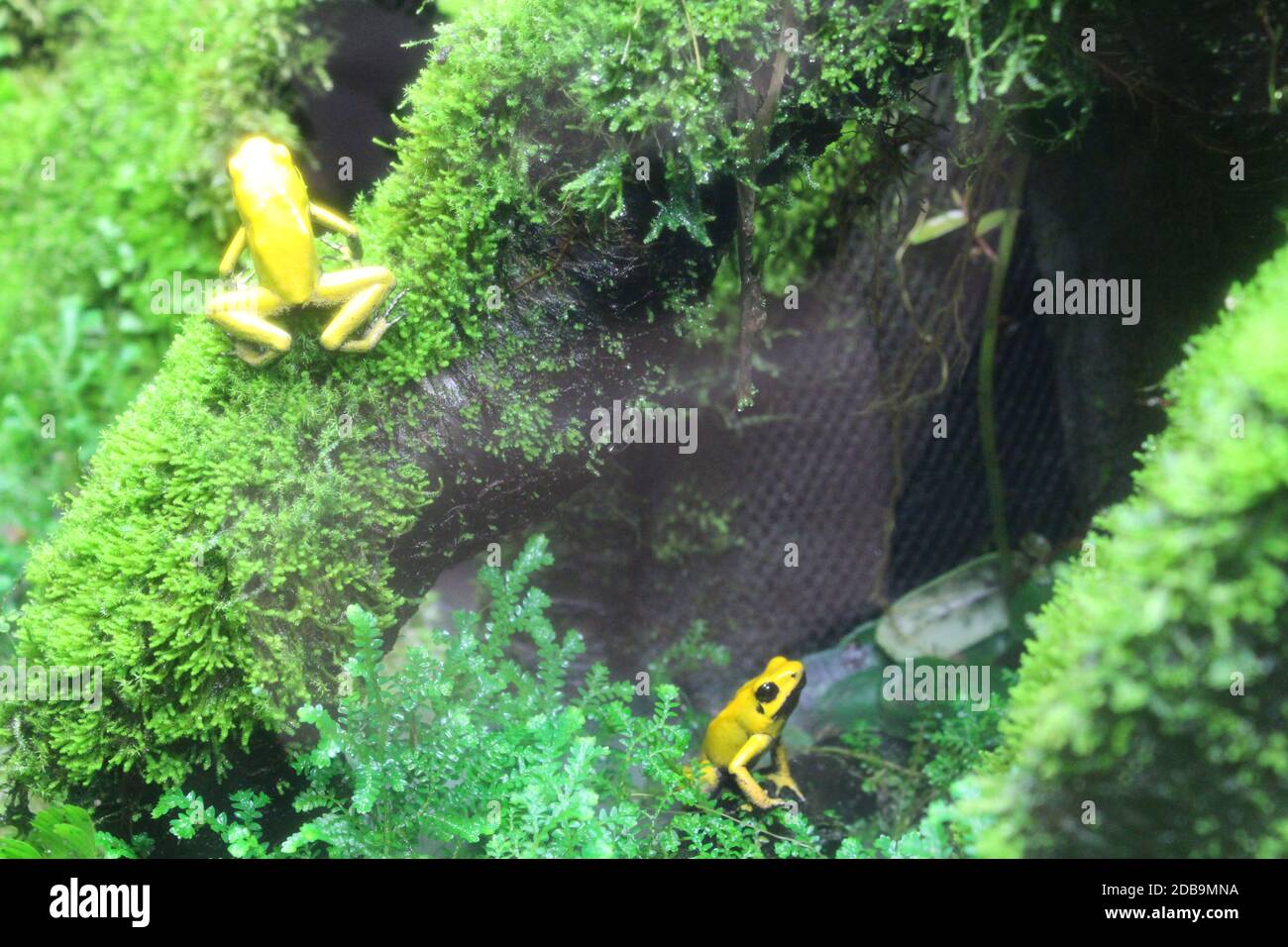 Australian beautiful toad living in the wild Stock Photo - Alamy