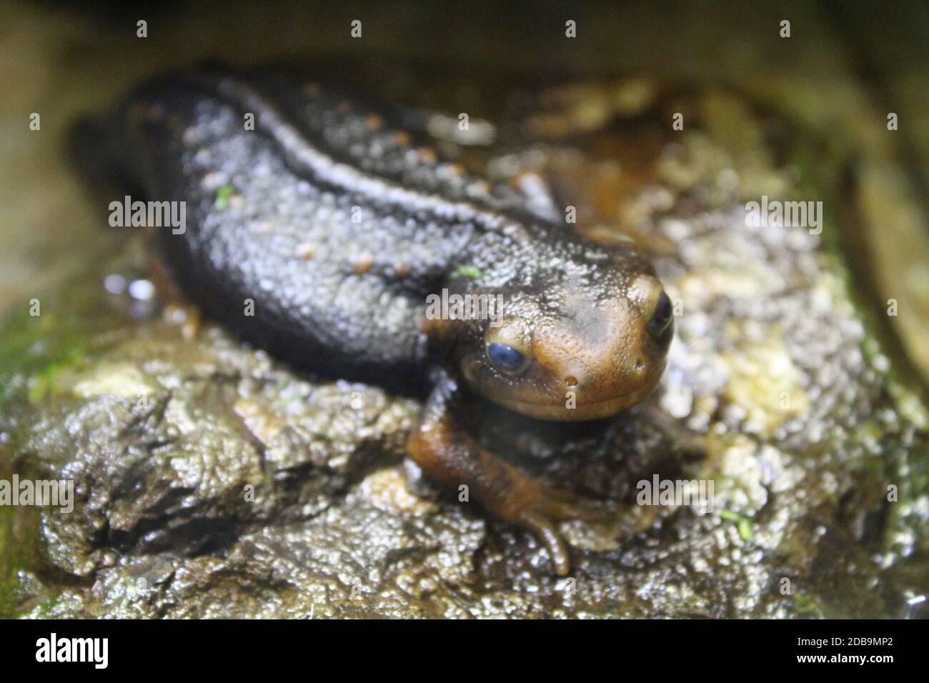 A small newt sits in a terrarium. Nature Stock Photo - Alamy
