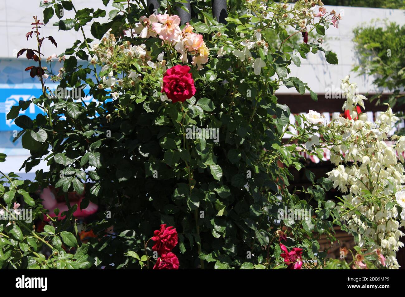 Red roses in a colorful rose garden Stock Photo - Alamy