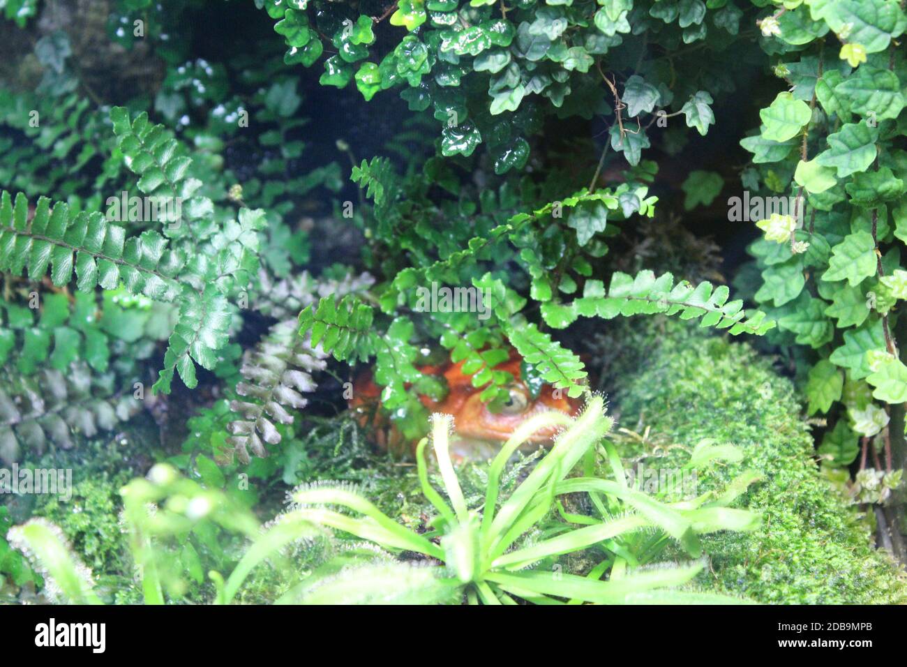 Australian beautiful toad living in the wild Stock Photo - Alamy