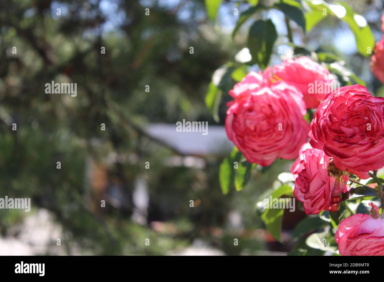 Red roses in a colorful rose garden Stock Photo - Alamy