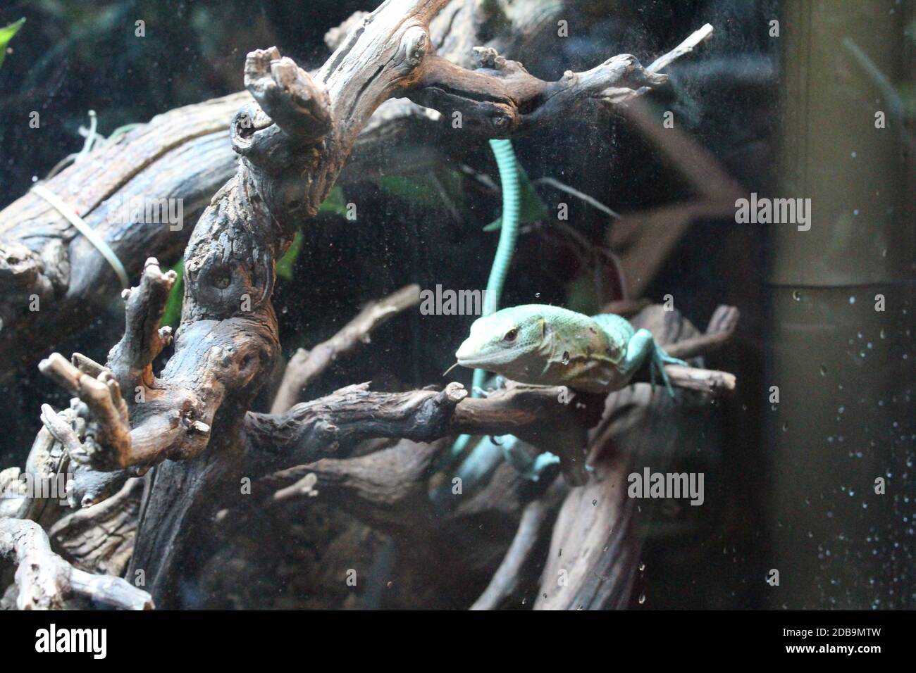 A large green, cold-blooded lizard living in a terrarium Stock Photo ...