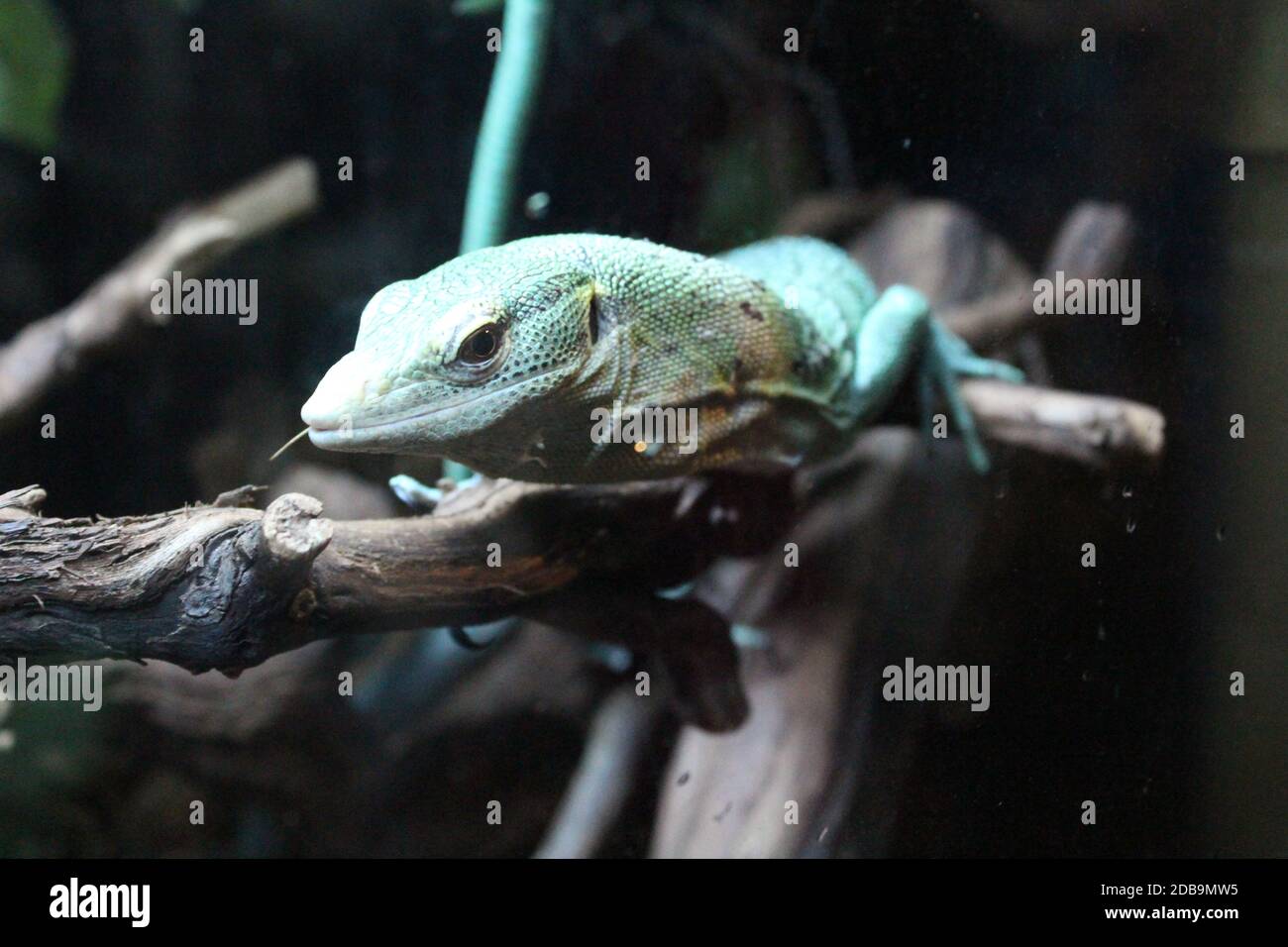 A large green, cold-blooded lizard living in a terrarium Stock Photo ...