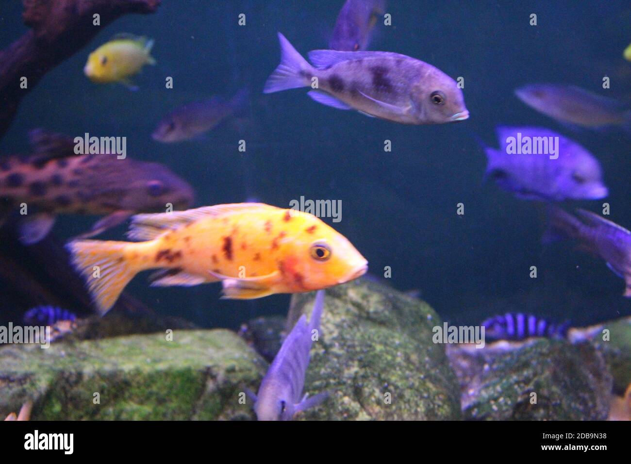 A flock of fish, different species and colors Stock Photo - Alamy