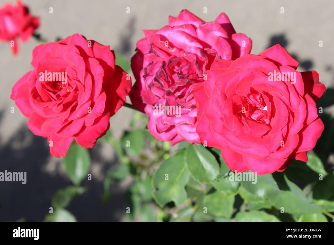 Red roses in a colorful rose garden Stock Photo - Alamy