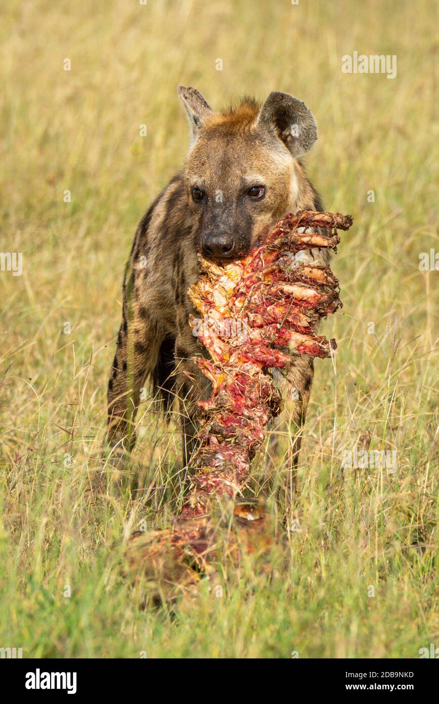 Spotted hyena holds bloody carcase in mouth Stock Photo - Alamy